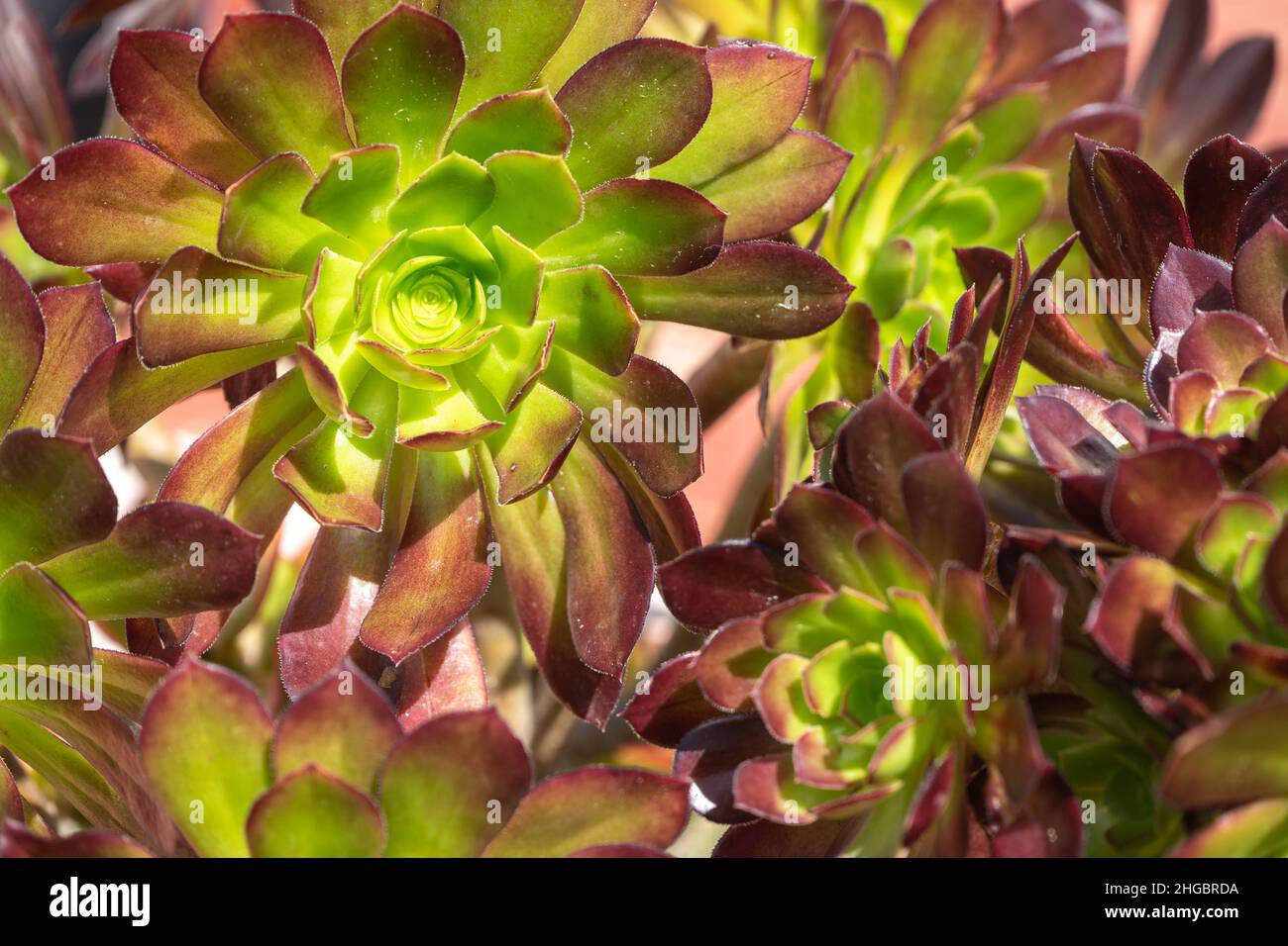 Colorful flower, nature background, in the morning Stock Photo - Alamy