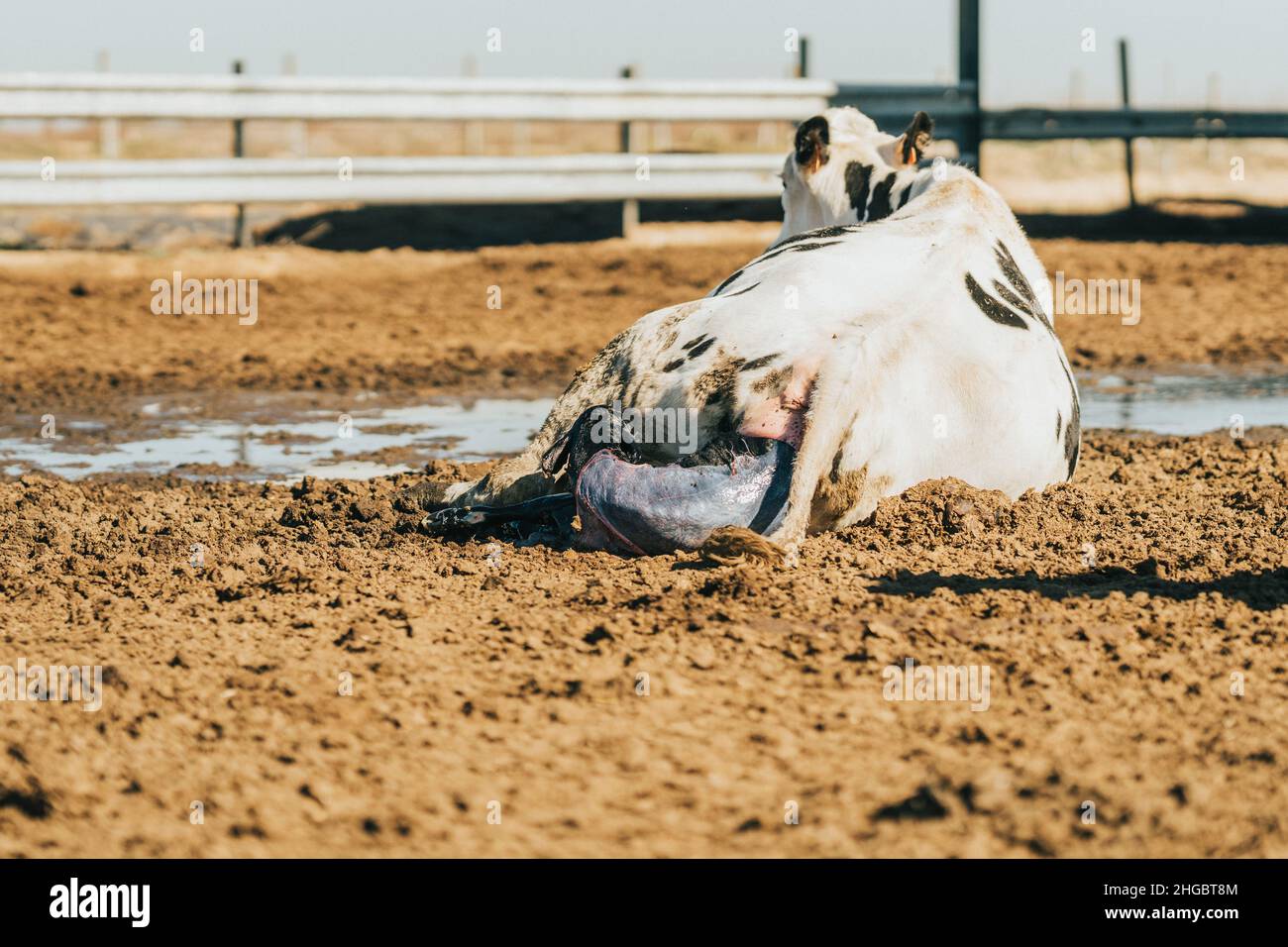 new-born cow incorporates her head while she is still unborn Stock ...