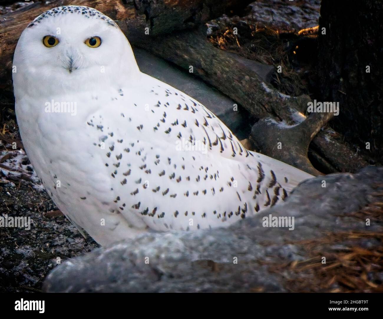 Snowy owl nest hi-res stock photography and images - Alamy