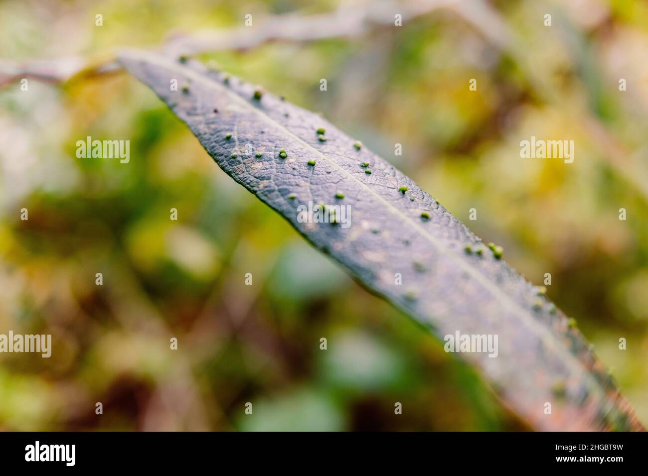 Bumps on the green leaves of a plant caused by gall mites Stock Photo ...