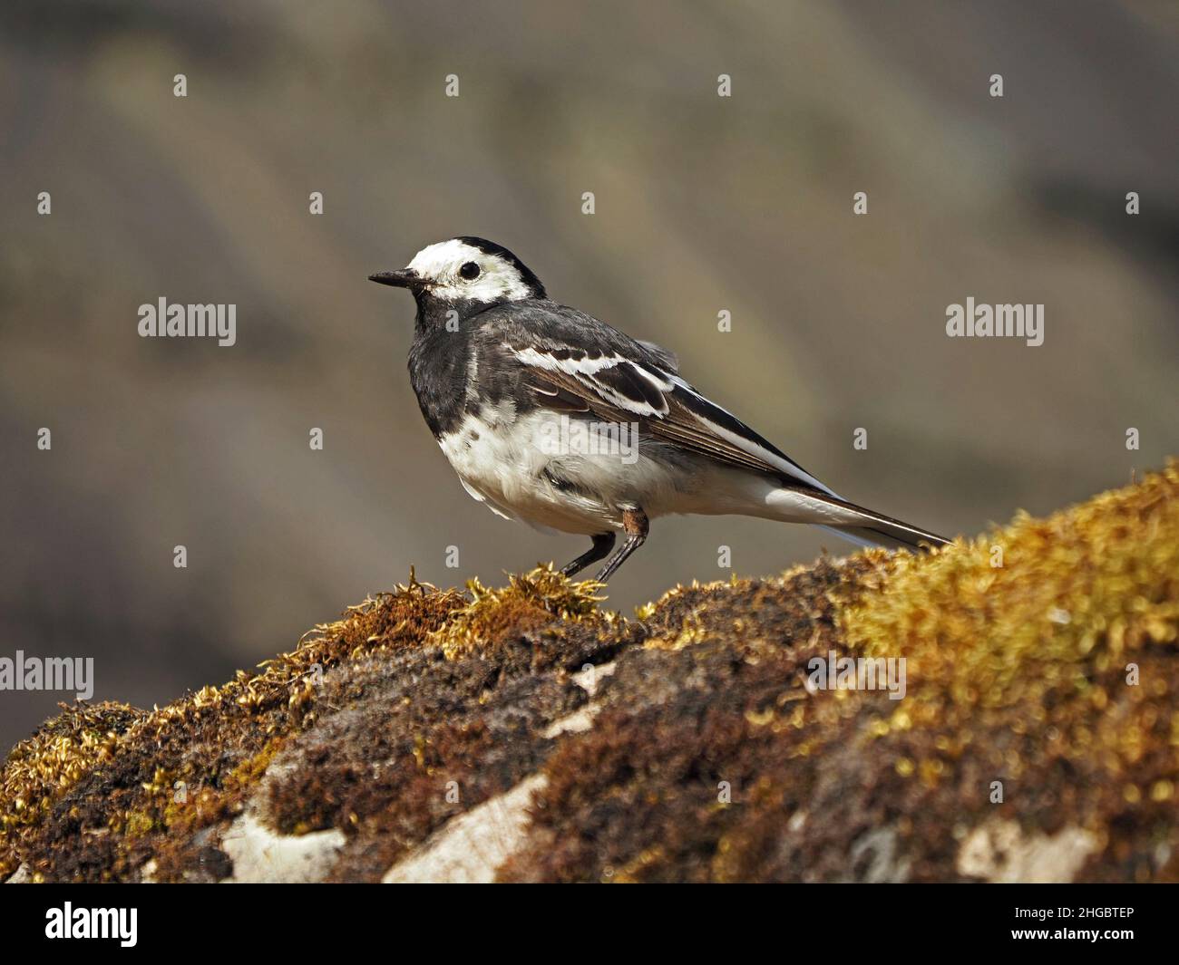 portrait of Pied Wagtail (the darker UK subspecies of White Wagtail ...