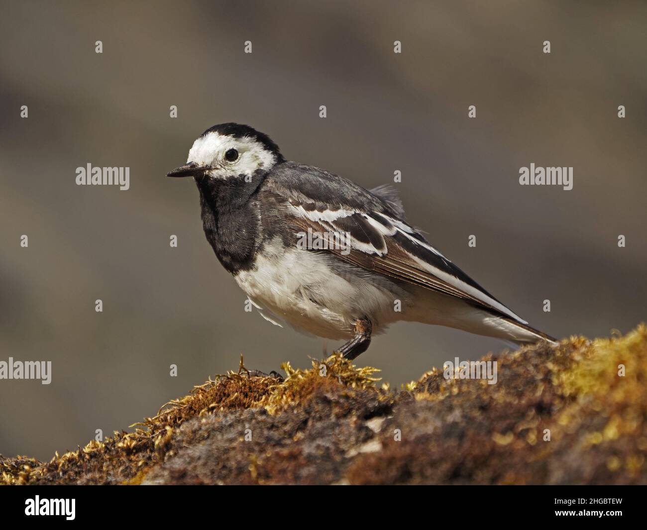 portrait of Pied Wagtail (the darker UK subspecies of White Wagtail ...