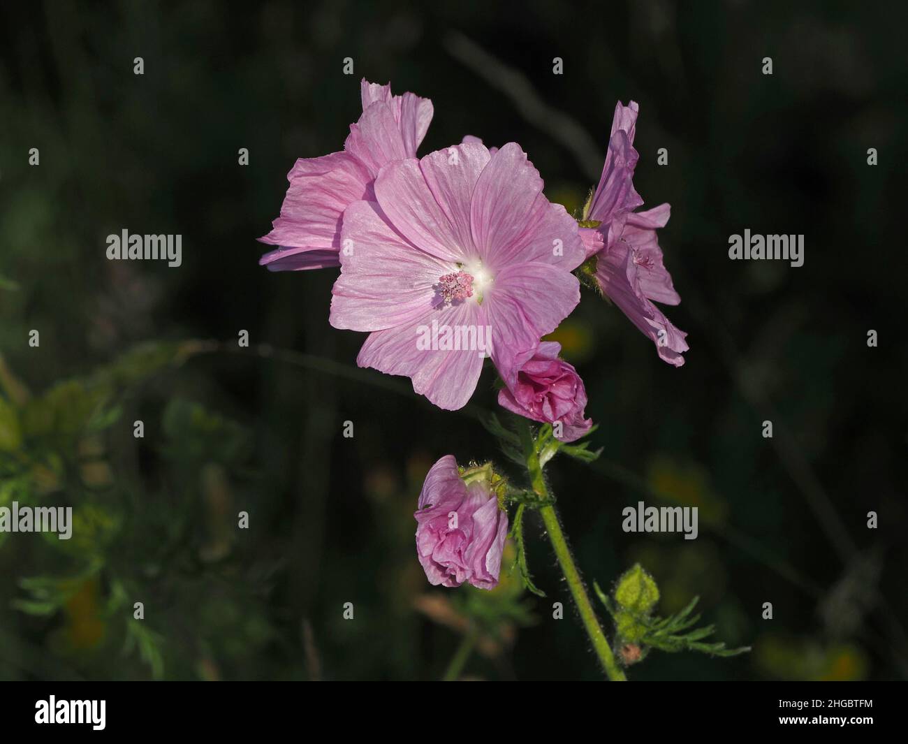 Pale pink mauve flowers of Musk Mallow (Malva moschata) a scented ...