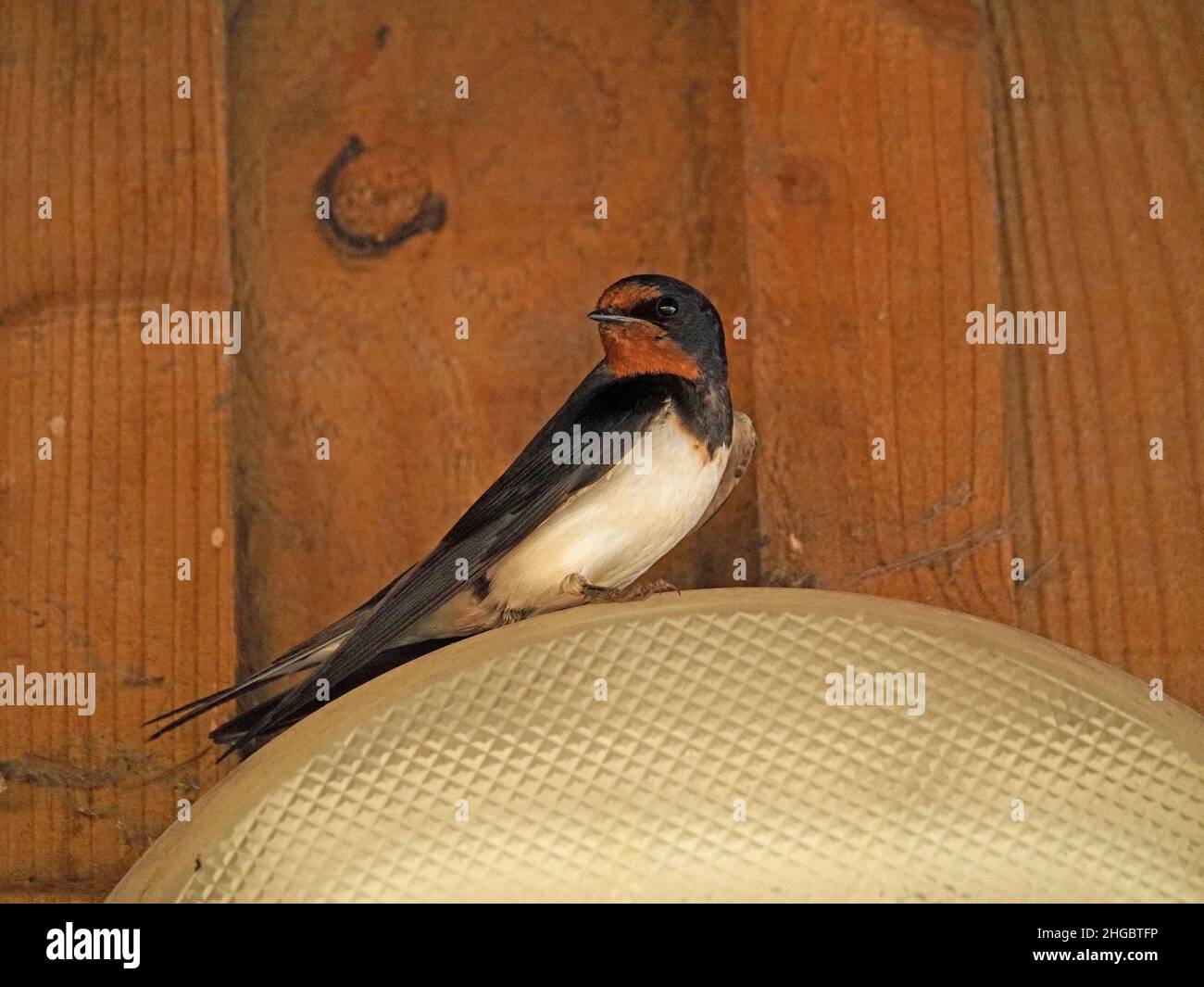 Habitation british birds hi-res stock photography and images - Alamy