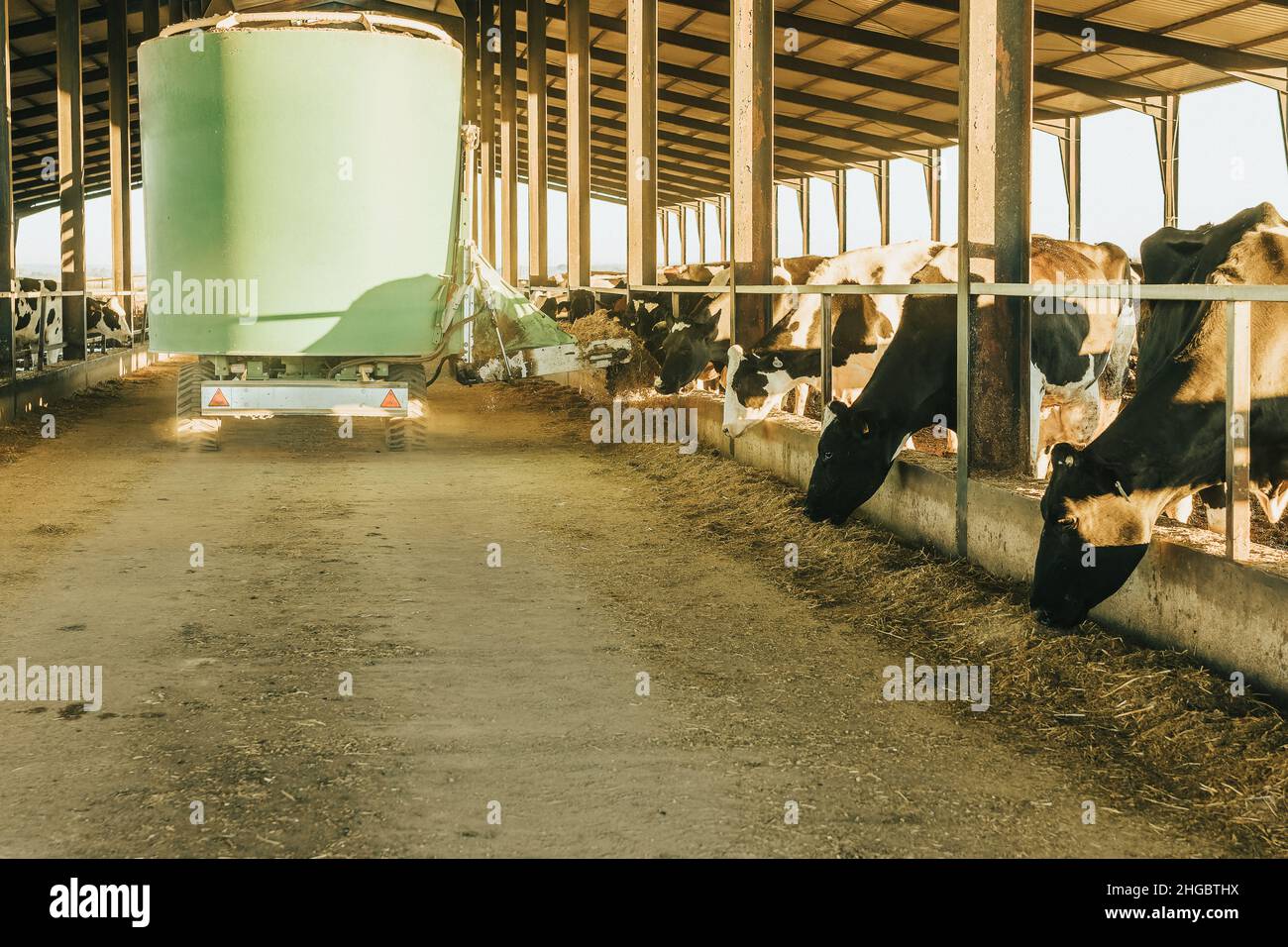 Livestock cows feed hi-res stock photography and images - Alamy