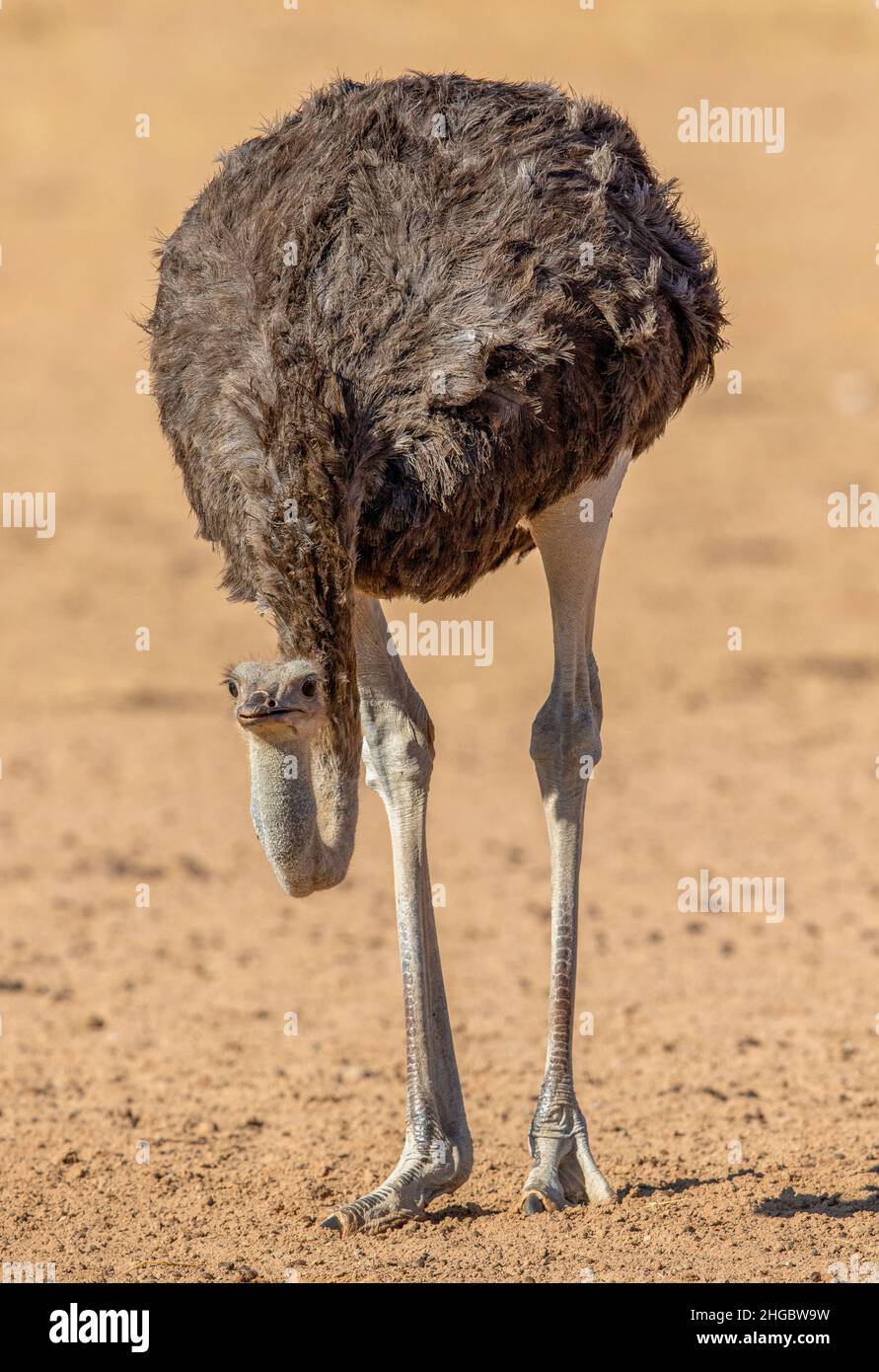 Female Ostrich in the Kgalagadi Stock Photo - Alamy