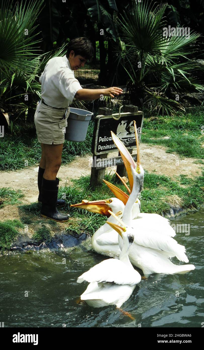 Texas zoo worker hi-res stock photography and images - Alamy