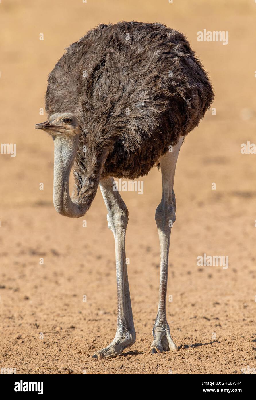 Female Ostrich in the Kgalagadi Stock Photo - Alamy
