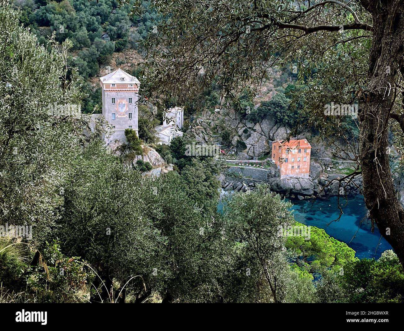 San fruttuoso abbey and olives tree, liguria, Italy Stock Photo - Alamy
