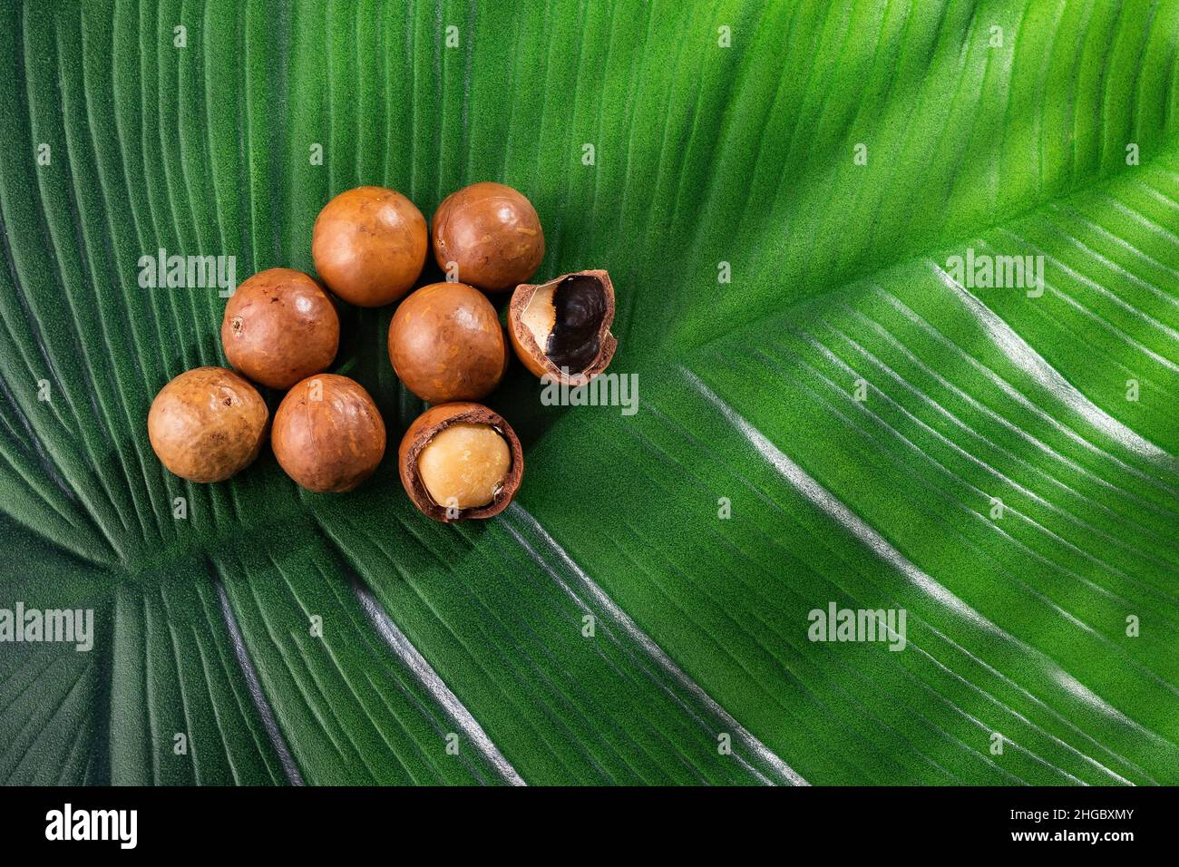 Macadamia integrifolia - Organic macadamia nuts on the green leaf Stock ...