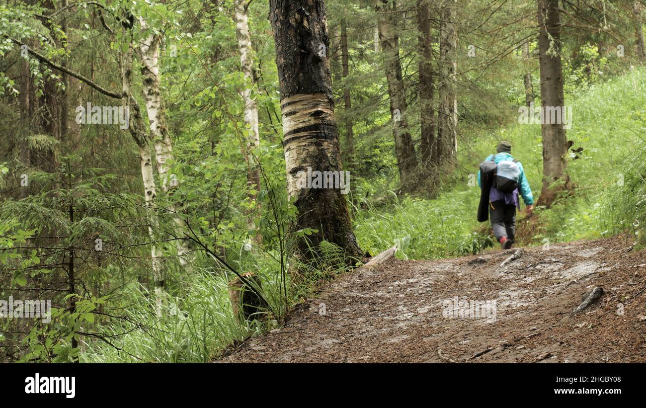 Rear view of young man walking on the trail path in summer green forest ...