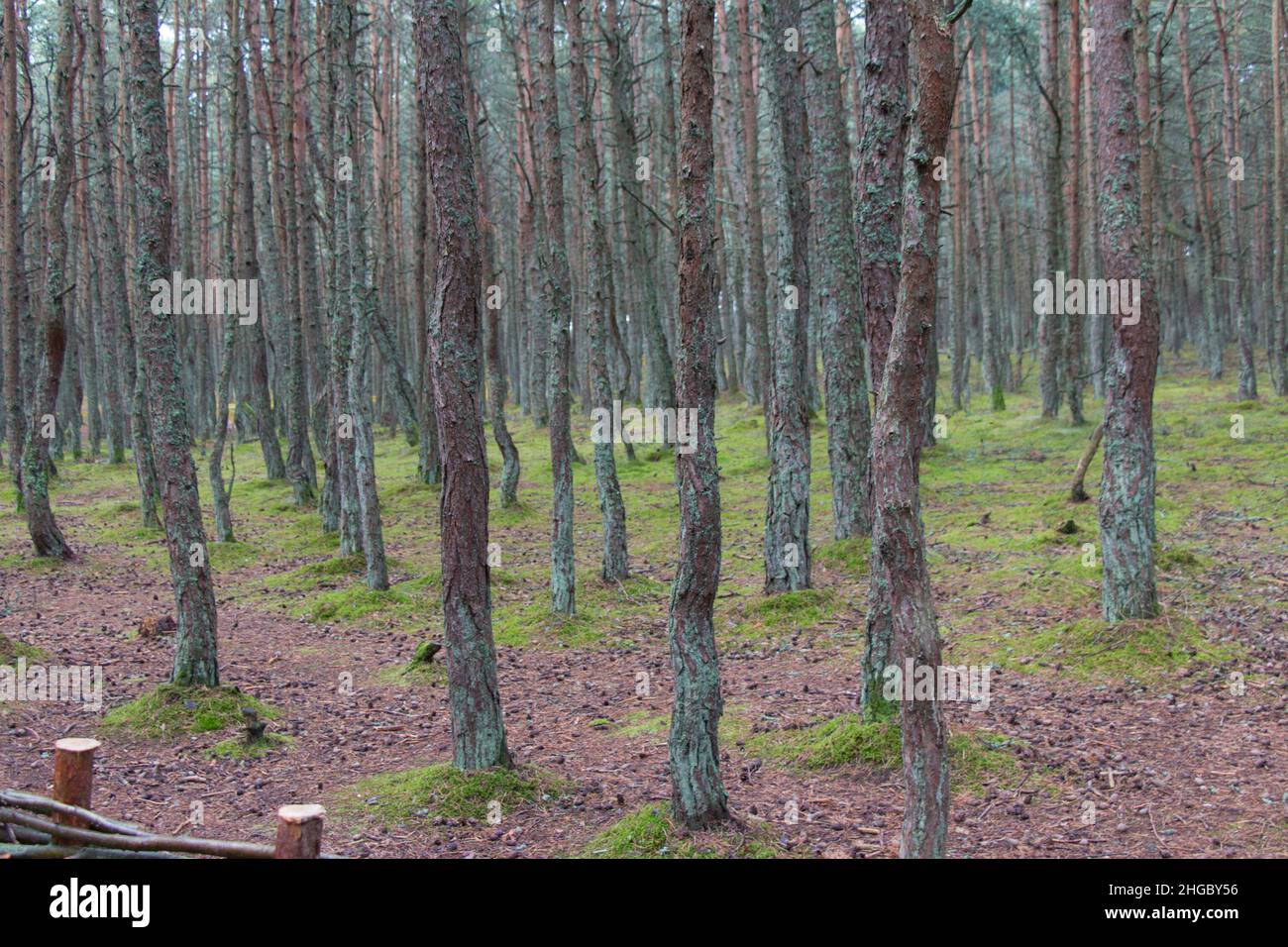 Drunk trees hi-res stock photography and images - Alamy