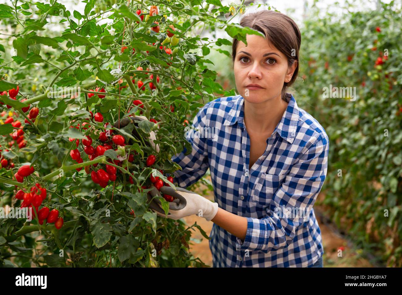 Female farm worker gathering crop of red cherry tomatoes Stock Photo ...