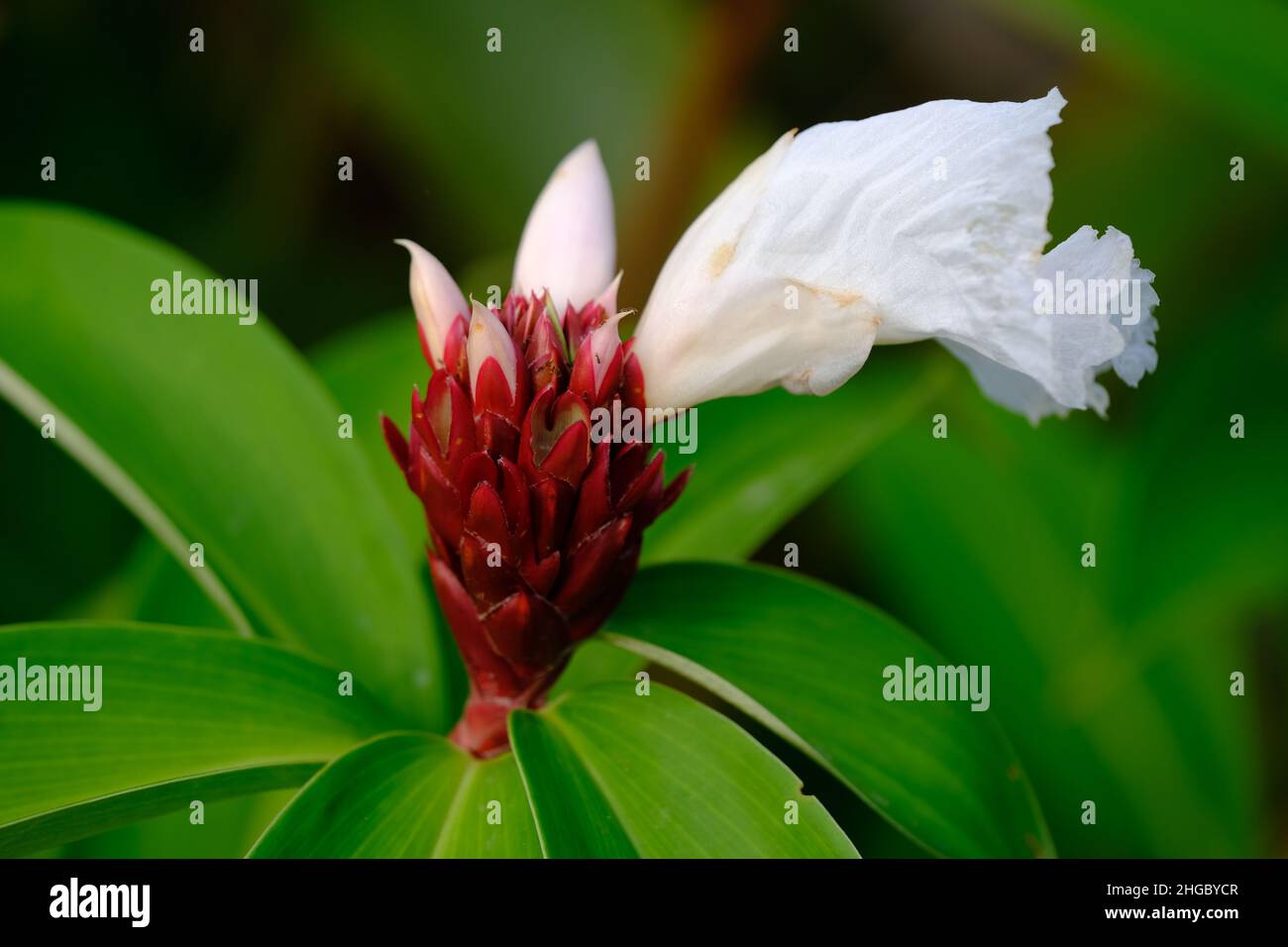 Indonesia Batam - Crepe ginger - Cheilocostus speciosus Stock Photo - Alamy