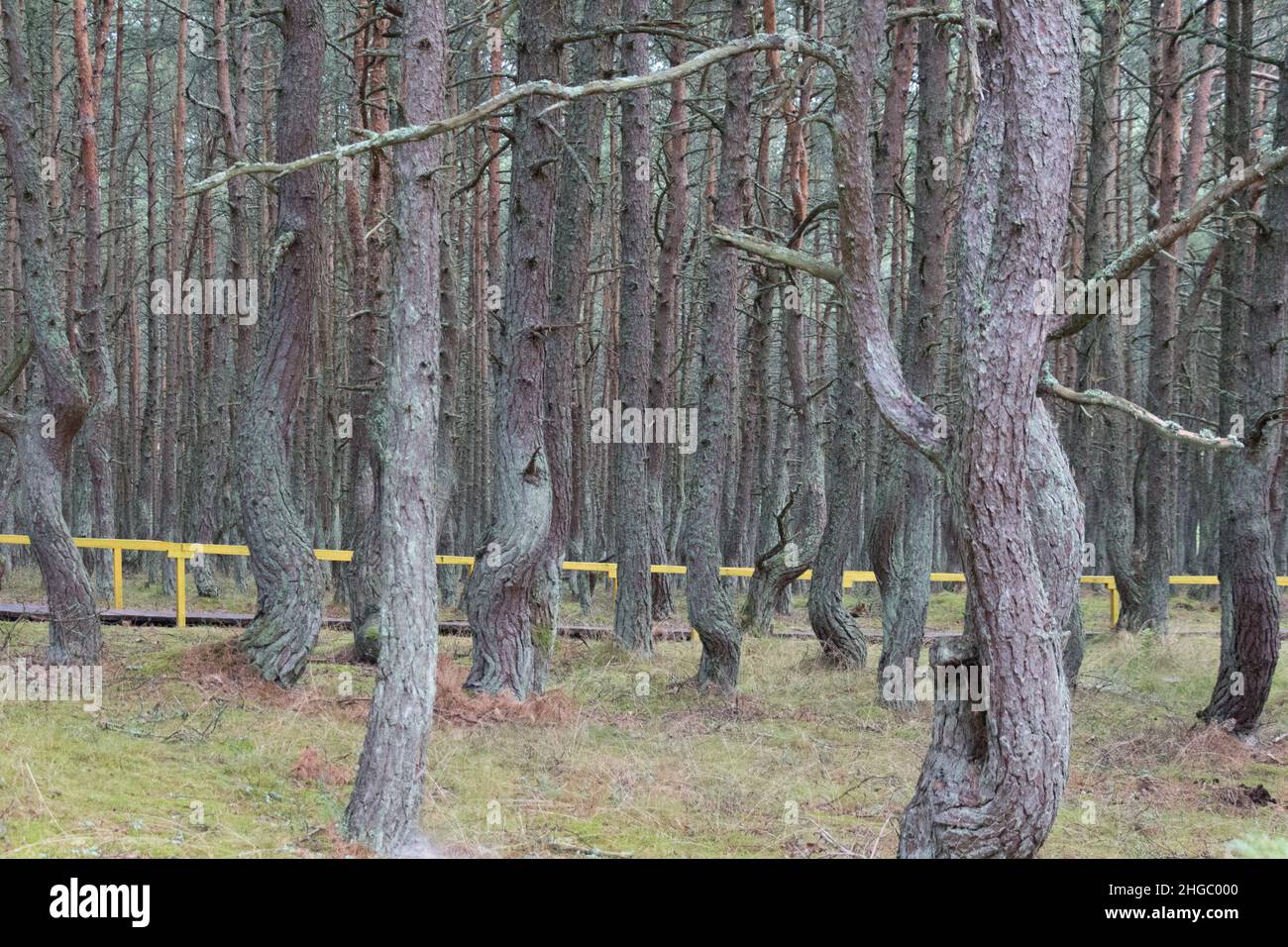 The view of dancing forest or drunk forest on Curonian spit, Russia ...