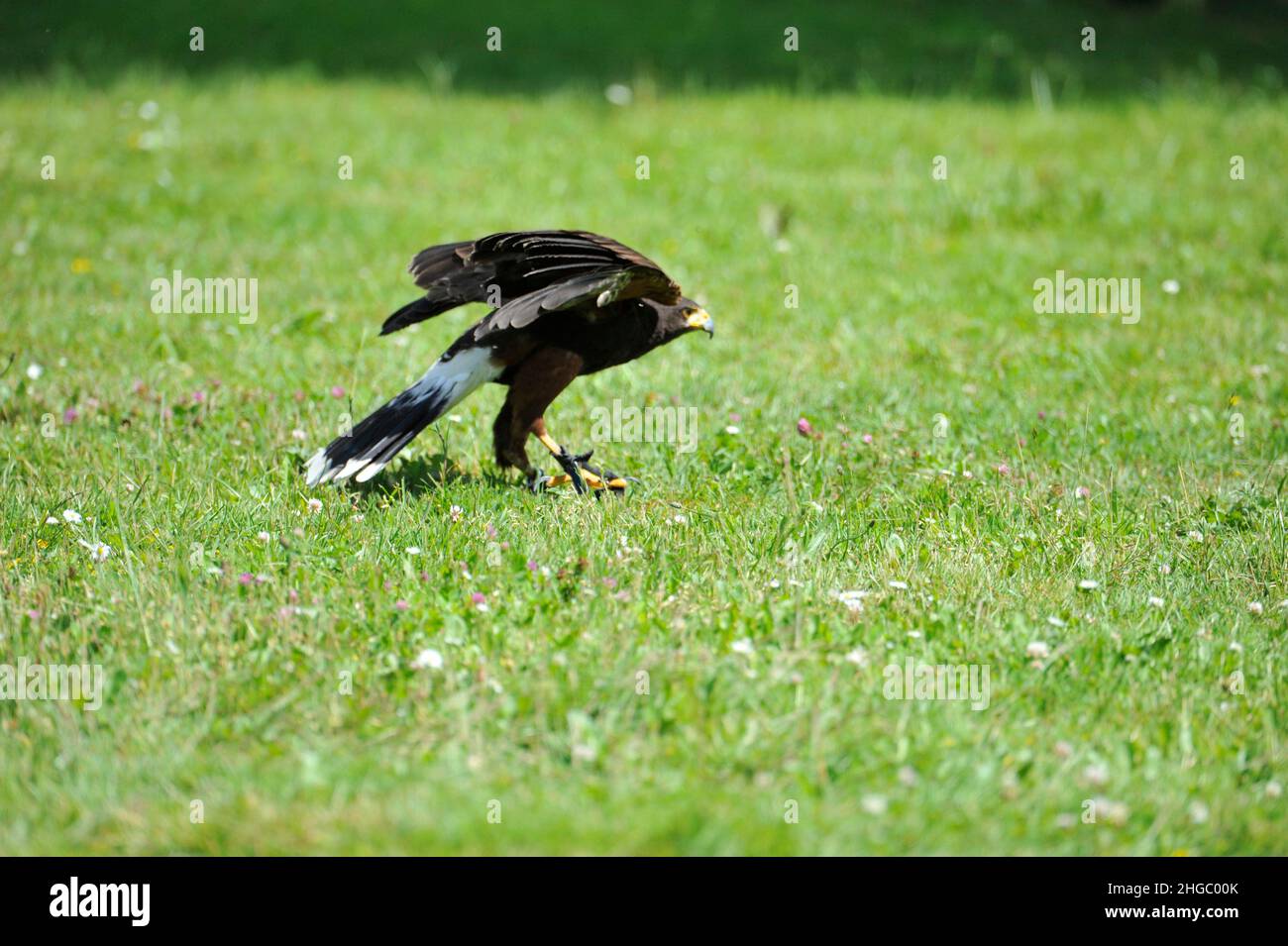 Buzzard in fly.Harris's hawk.(Parabuteo unicinctus Stock Photo - Alamy