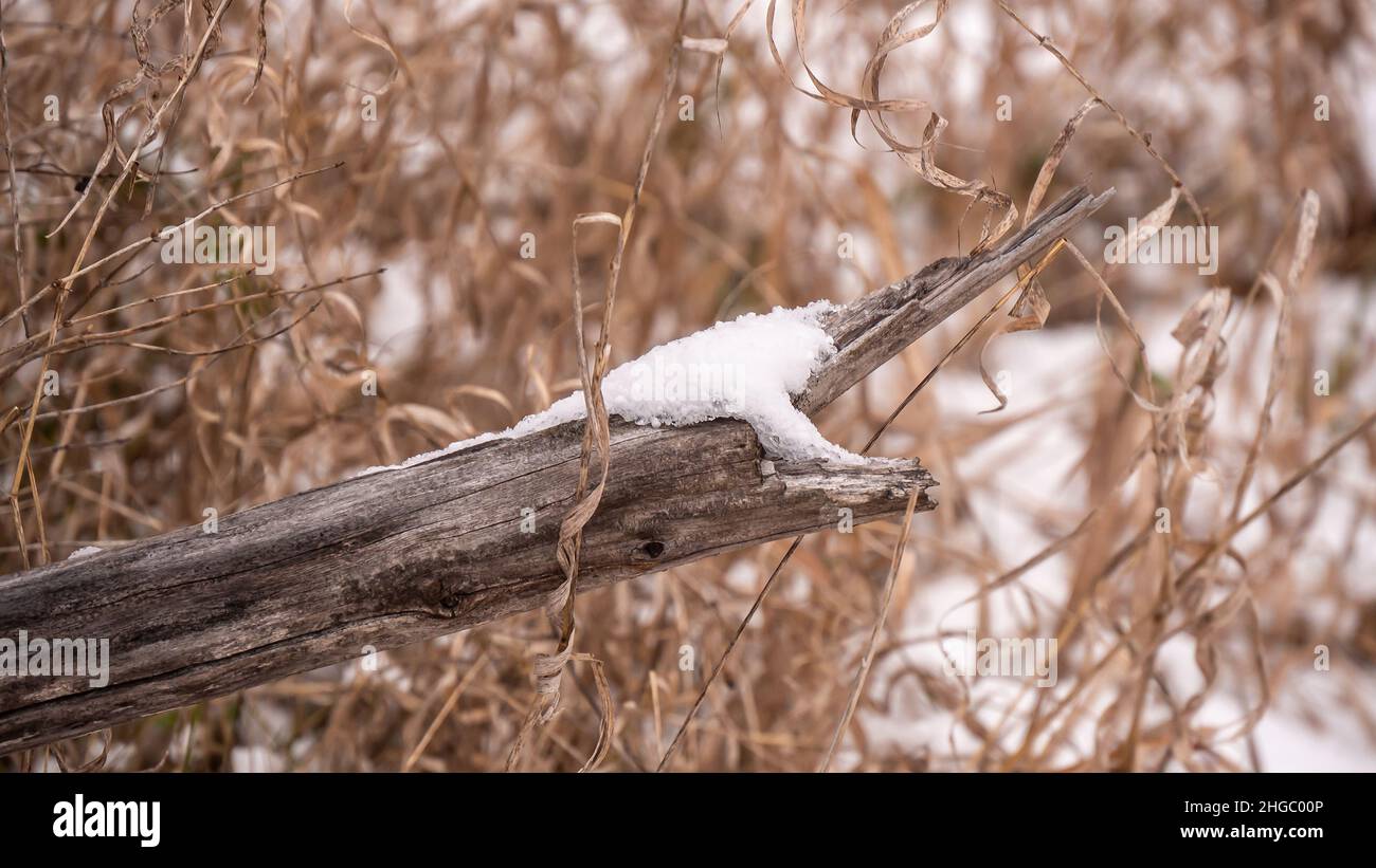 Close-up of snow sitting on top of an old fallen tree that is lying ...