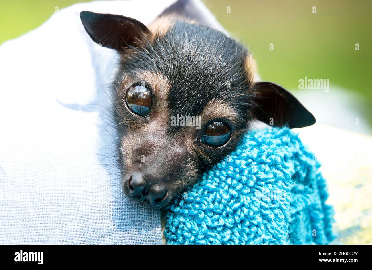 Orphan Spectacled Flying-fox (Pteropus conspicillatus) in care Stock ...