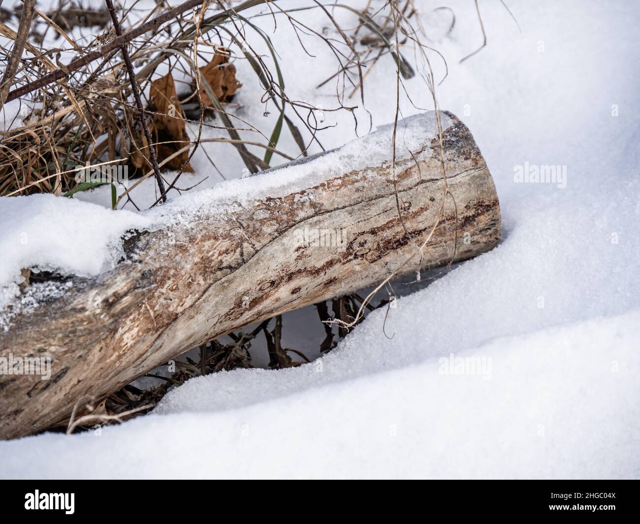 Close-up of snow sitting on top of an old fallen tree that is lying ...