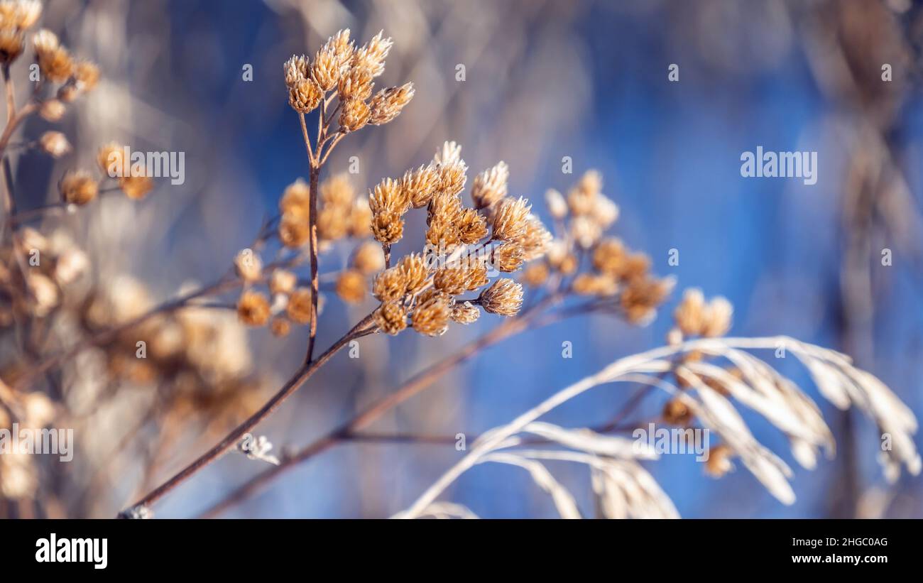Close-up of a dried common yarrow plant on a cold December morning with ...