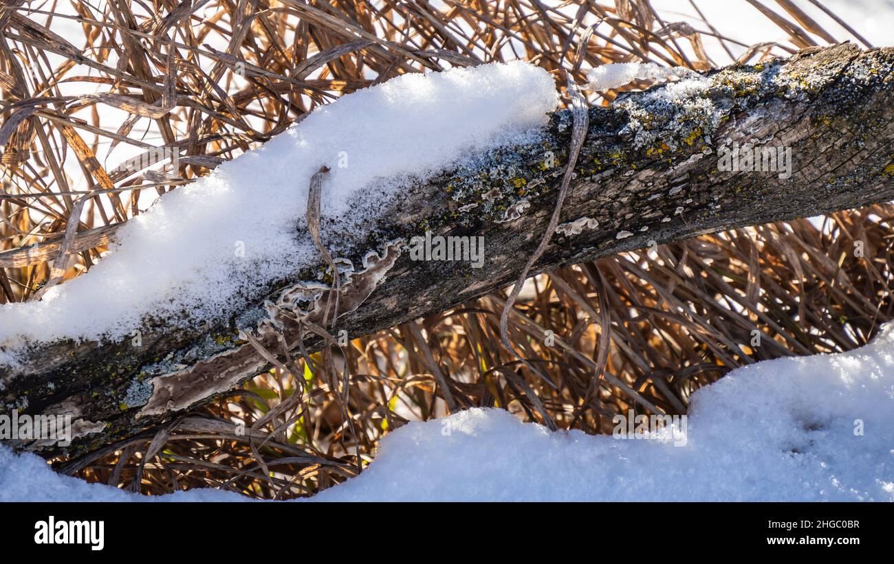 Close-up of snow sitting on top of an old fallen tree that is lying ...