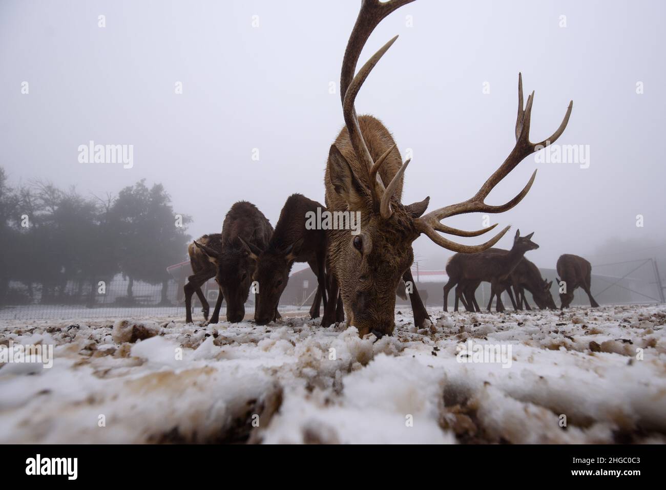Israeli deer hi-res stock photography and images - Alamy