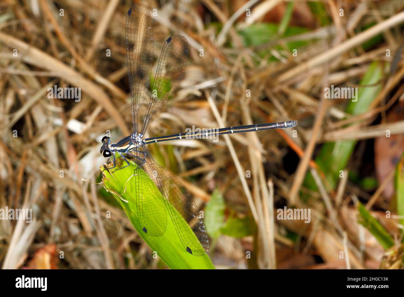 Common Flatwing Damselfly, Austroargiolestes icteromelas. Female. Also ...