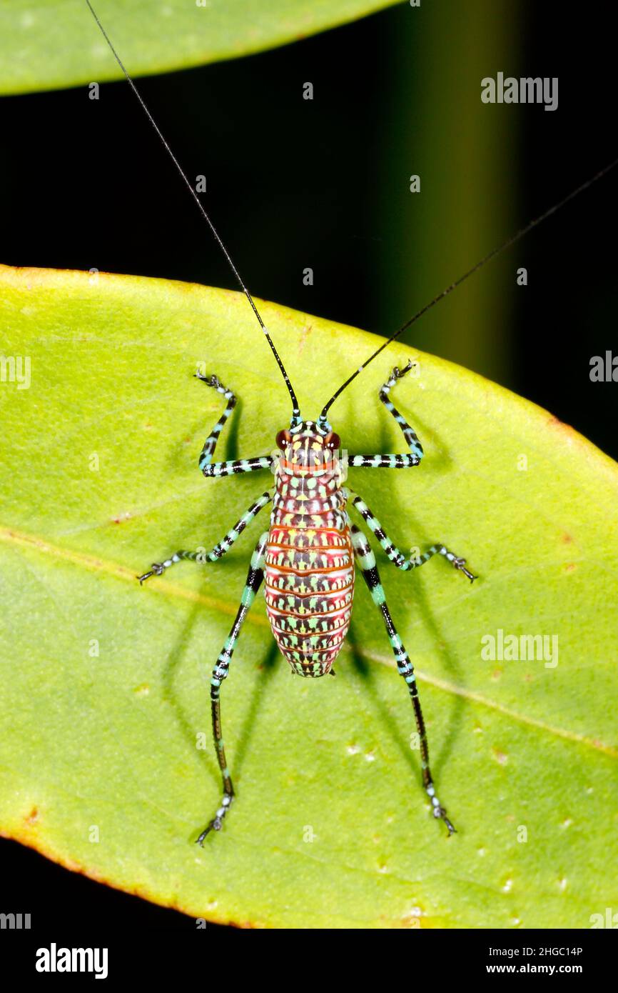 Ozphyllum naskreckii hi-res stock photography and images - Alamy