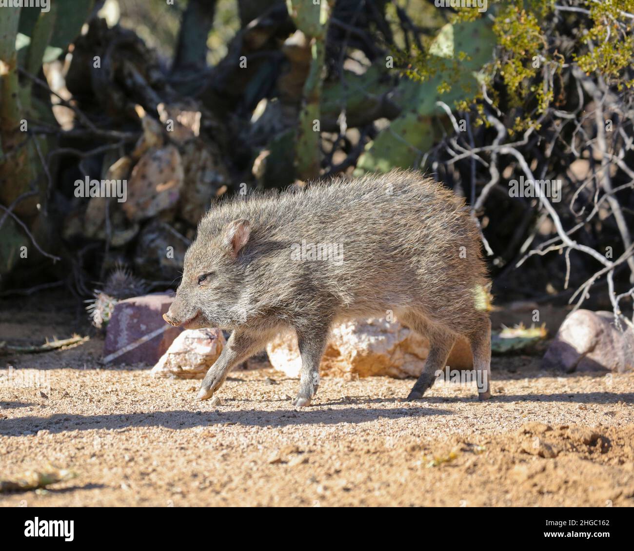 Javelina with baby hi-res stock photography and images - Alamy