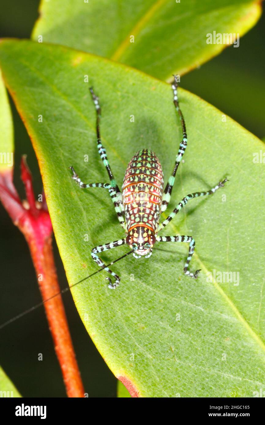 Naskrecki's Bush Katydid, Ozphyllum naskreckii. Nymph. Coffs Harbour ...