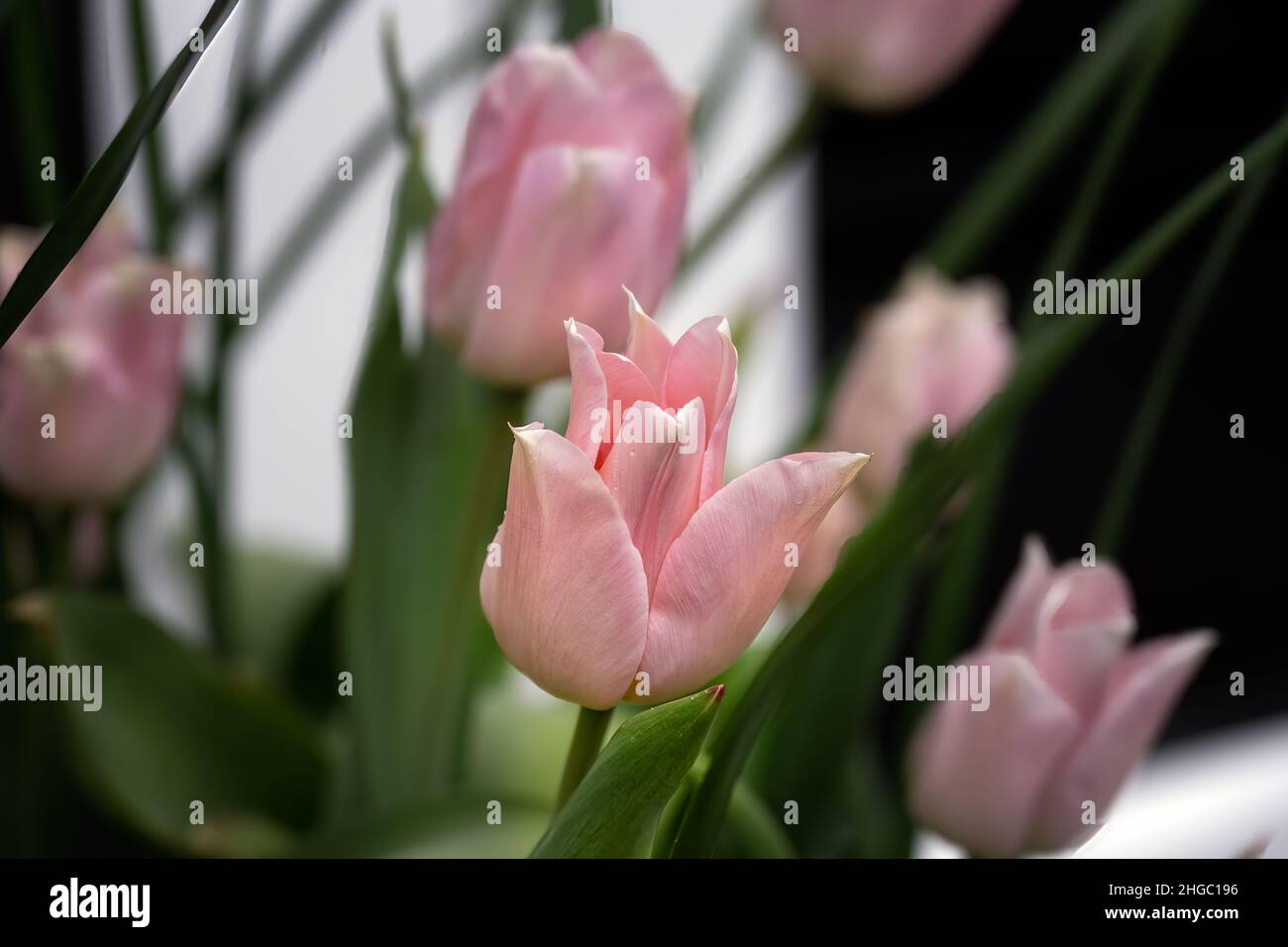 Tulip light hi-res stock photography and images - Alamy