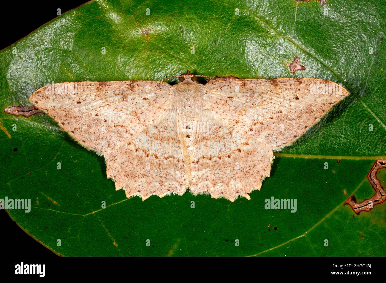 Australian moth hi-res stock photography and images - Alamy