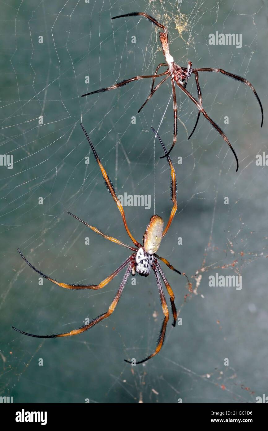 Nephila Edulis