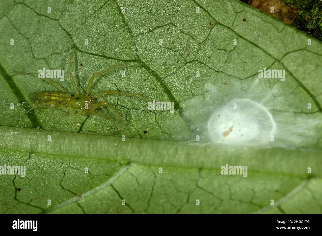 Meshweaver spider nad egg sac on underside of a leaf (Dictynoidea Stock ...