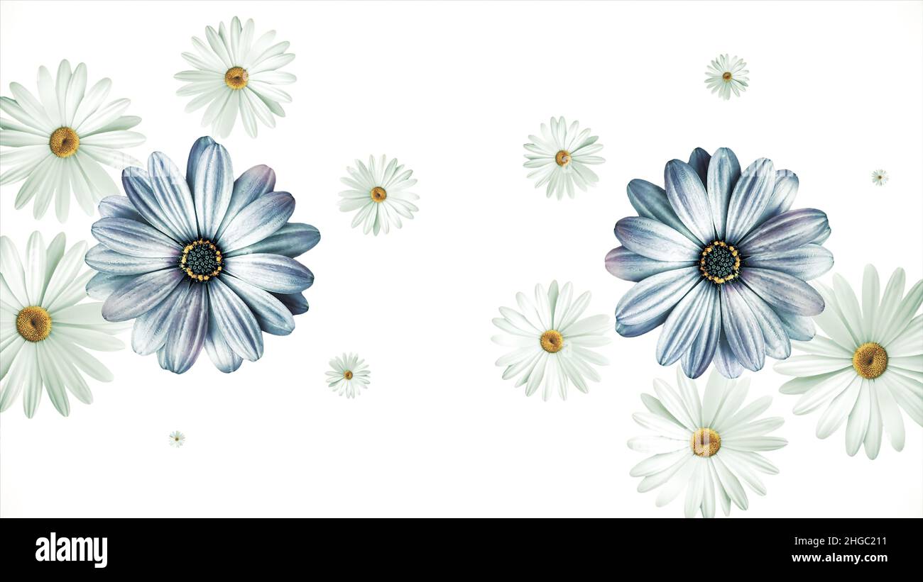 Animation flying of realistic flowers buds on black background ...