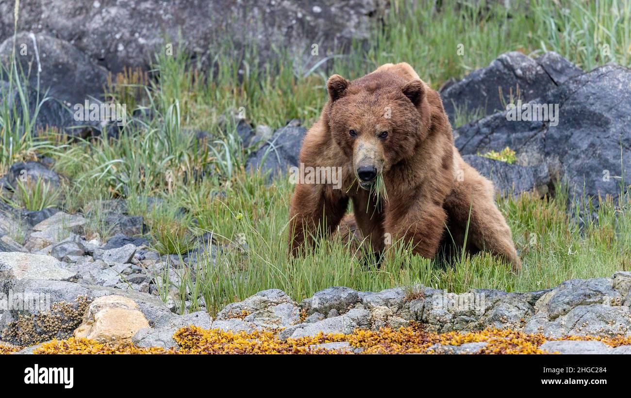 Adult brown bear, Ursus arctos, foraging at low tide in Glacier Bay ...