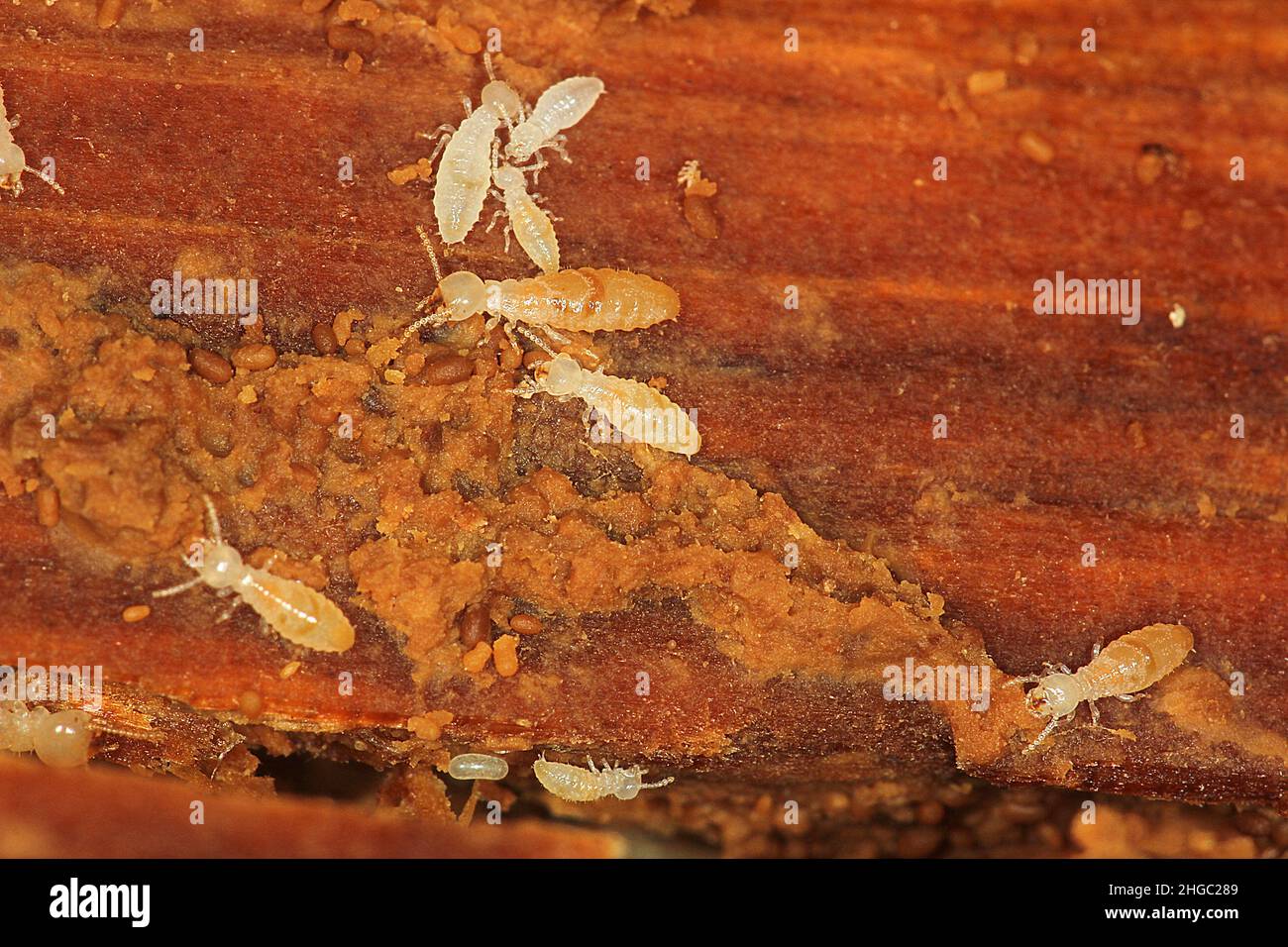 Baby Termites
