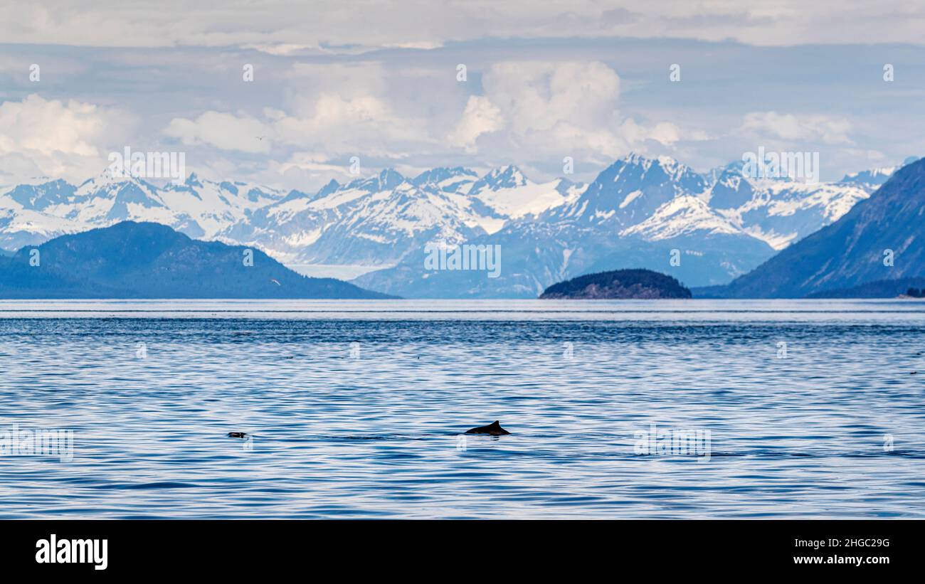 Adult harbor porpoise, Phocoena phocoena, surfacing in Glacier Bay ...