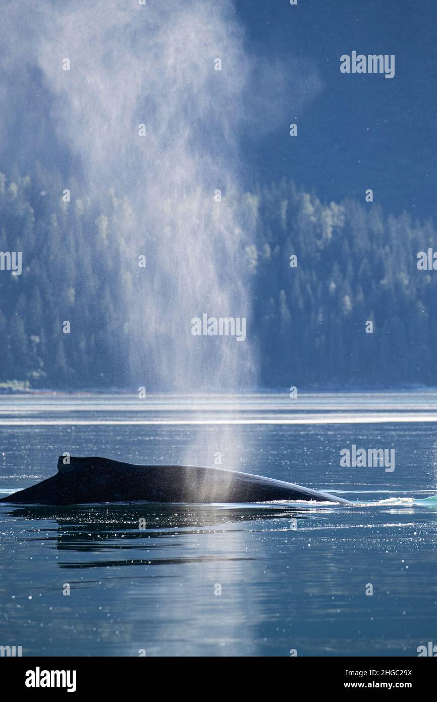 Adult humpback whale, Megaptera novaeangliae, surfacing with spout in ...