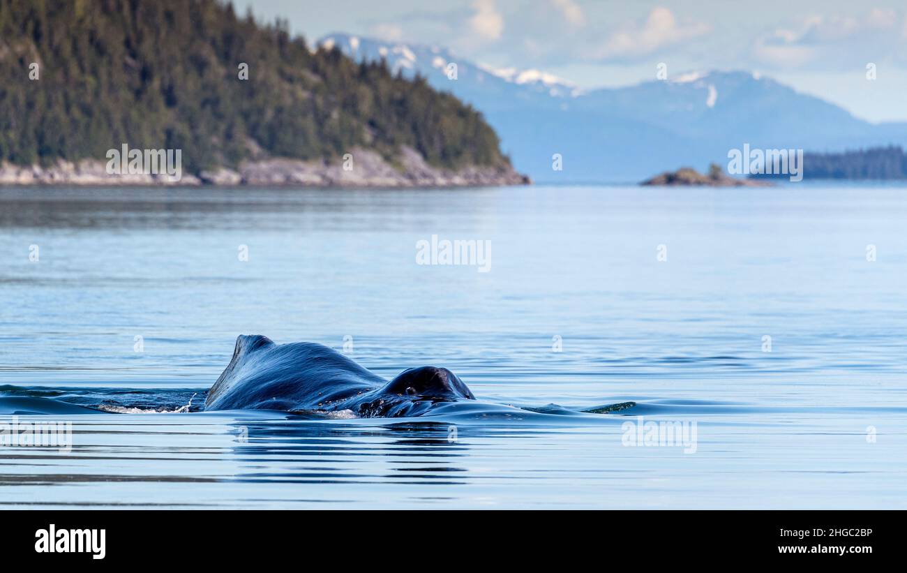 Adult humpback whale, Megaptera novaeangliae, surfacing in Glacier Bay ...