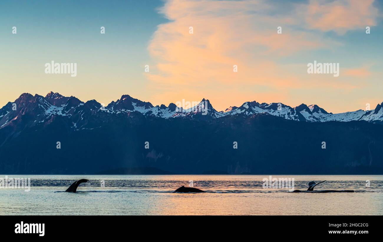 Humpback whales pod in scenic hi-res stock photography and images - Alamy
