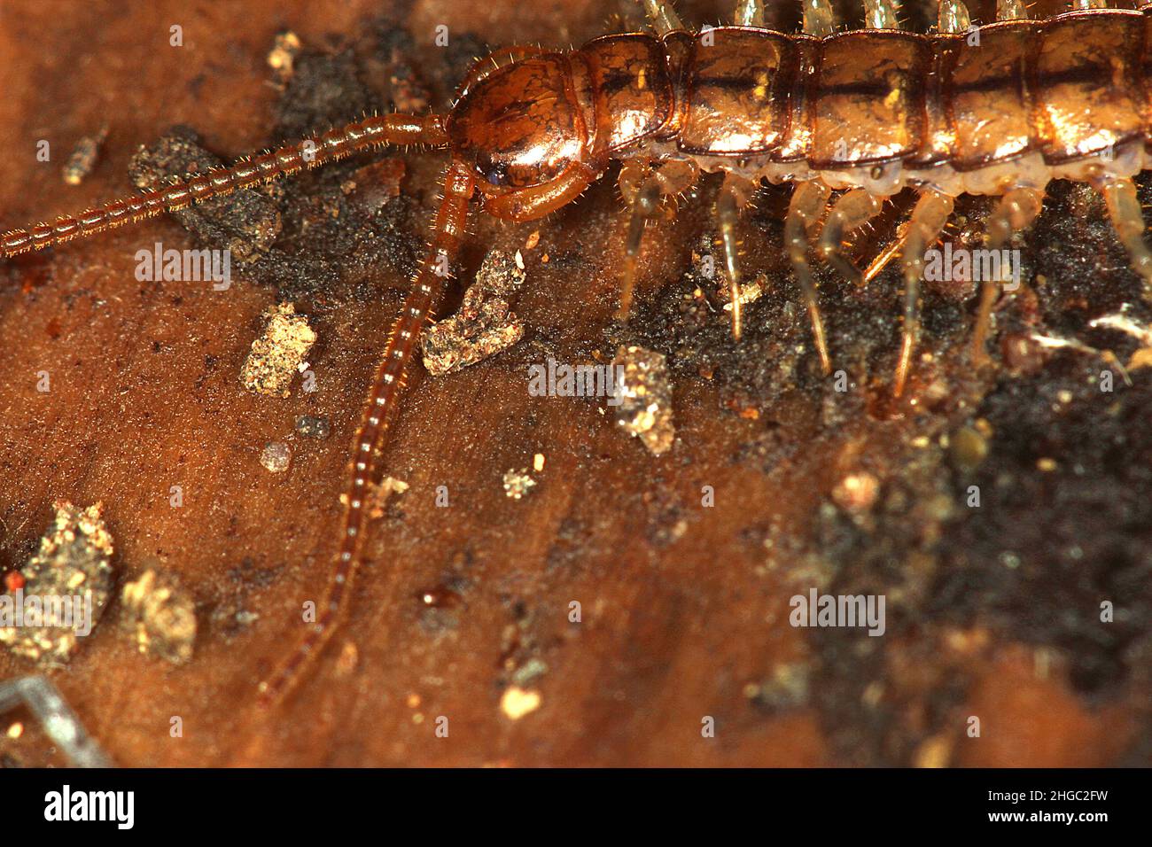 Stone Centipede( Order Lithobiomorpha Stock Photo - Alamy