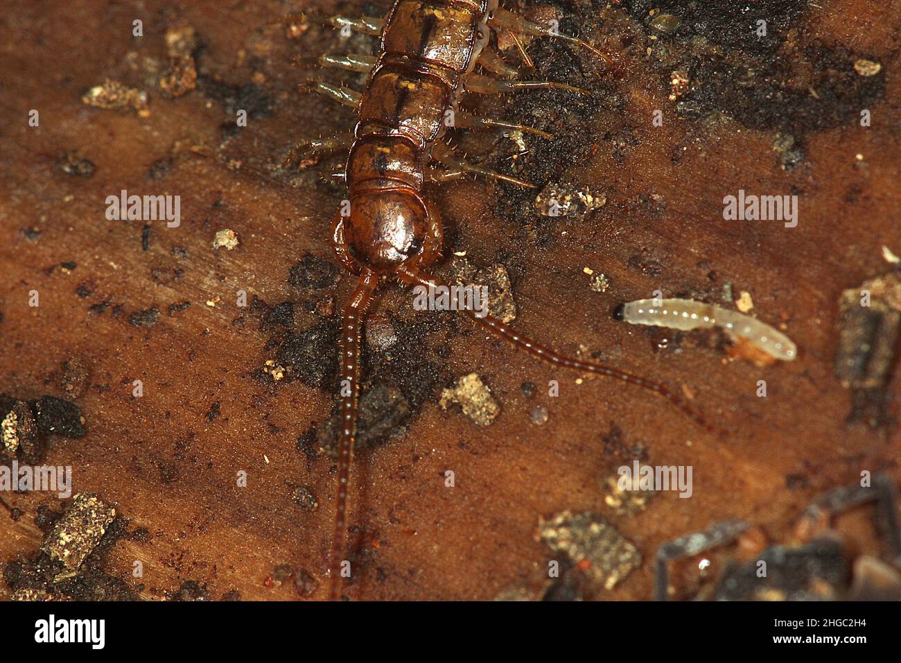 Stone Centipede( Order Lithobiomorpha Stock Photo - Alamy