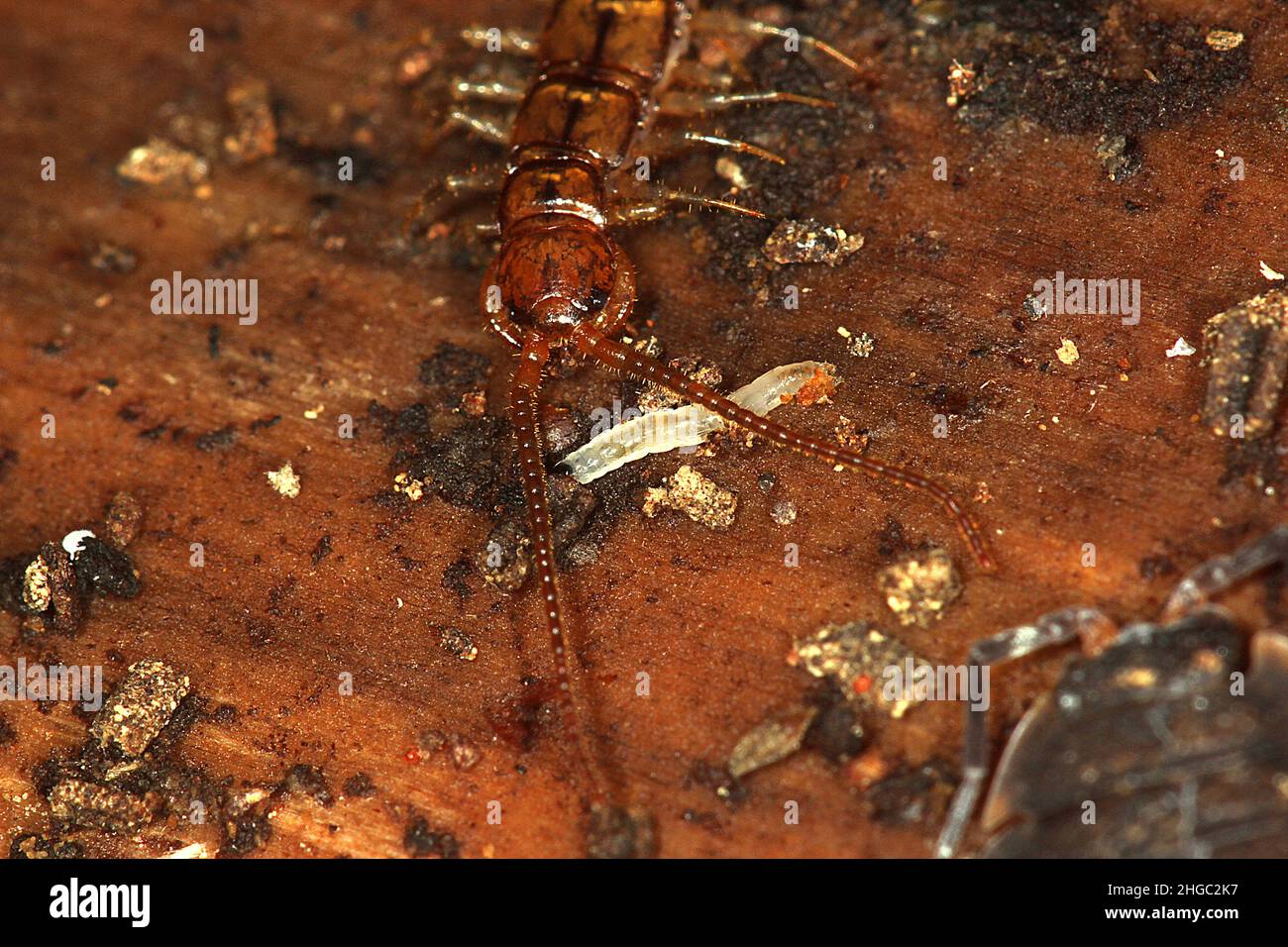 Stone Centipede( Order Lithobiomorpha Stock Photo - Alamy