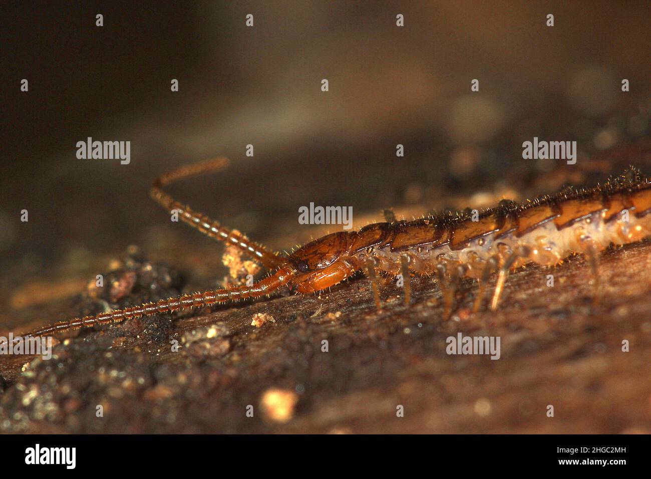 Stone Centipede( Order Lithobiomorpha Stock Photo - Alamy