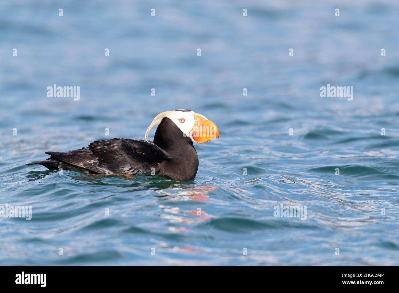 Tufted puffin, Fratercula cirrhata, breeding colony at South Marble ...