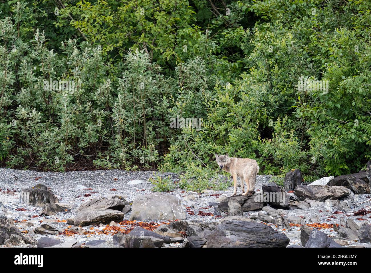 Adult gray wolf, Canis lupus, along the shoreline in Glacier Bay ...