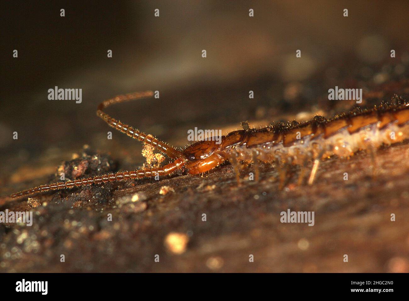 Stone Centipede( Order Lithobiomorpha Stock Photo - Alamy