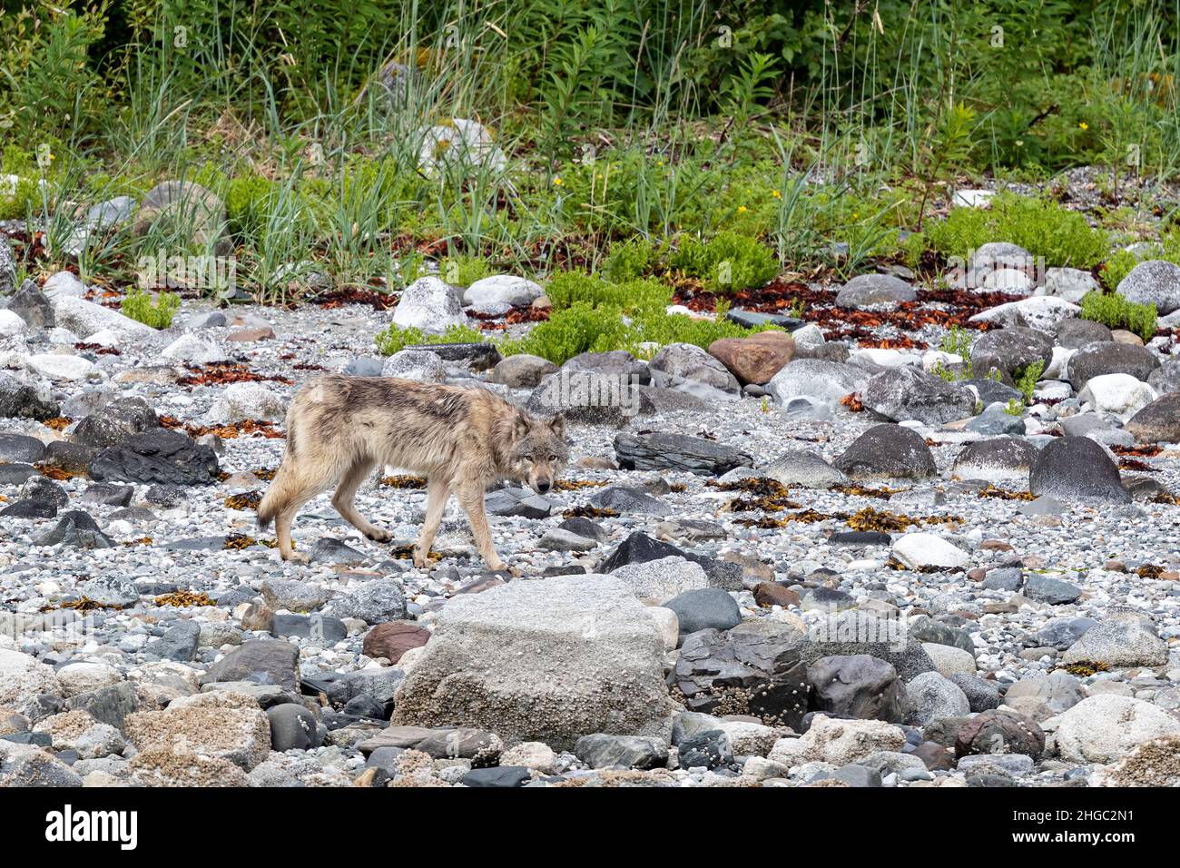 Adult gray wolf, Canis lupus, along the shoreline in Glacier Bay ...