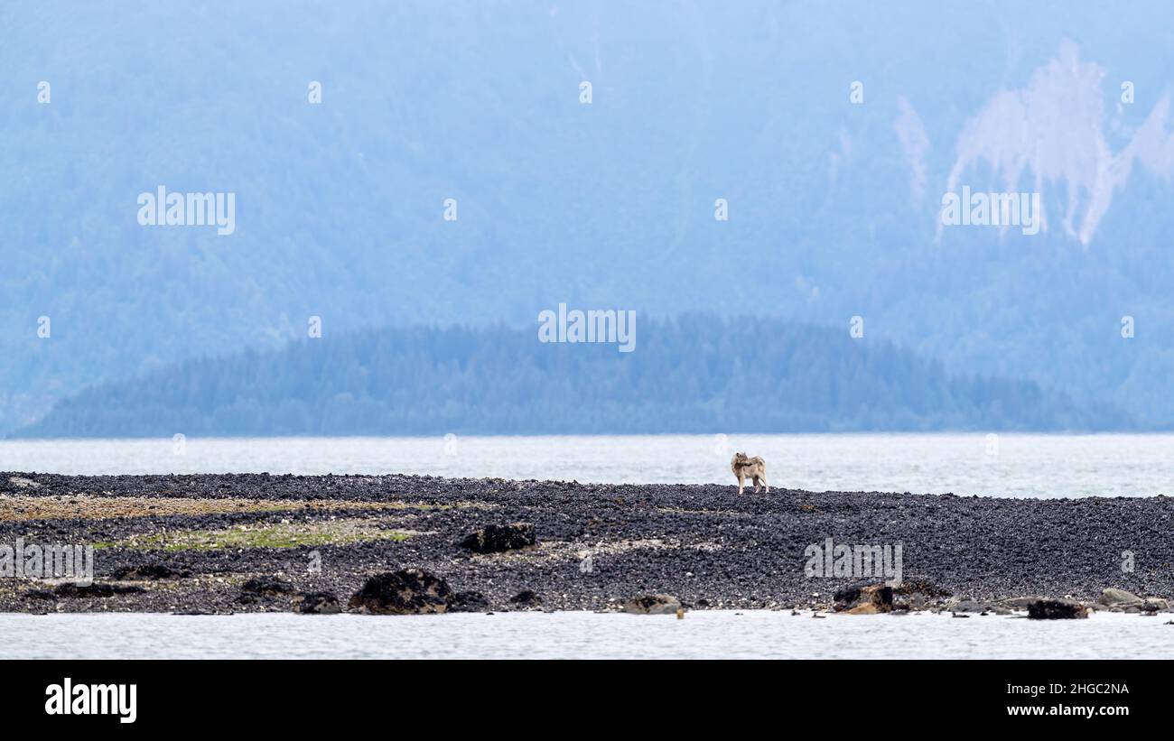 Adult gray wolf, Canis lupus, along the shoreline in Glacier Bay ...